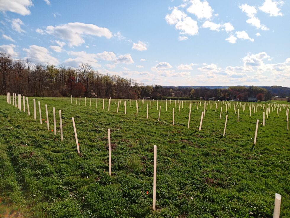 How to Plant a Tree in Your Pasture - Trees For Graziers