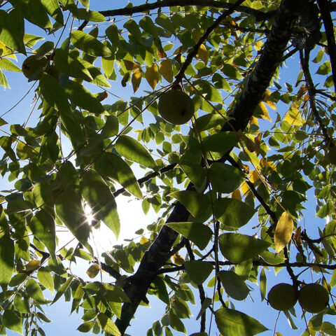 Our Mission - Trees For Graziers