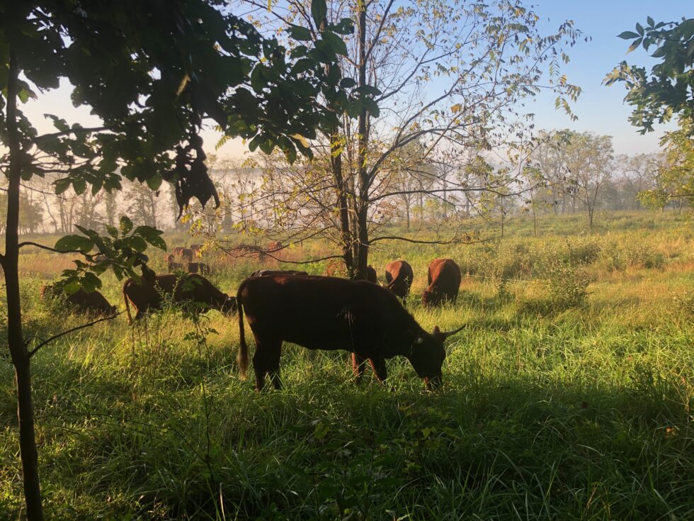 Adaptive Grazing in Silvopasture (This Ain’t Your Grandpa’s Grazing ...