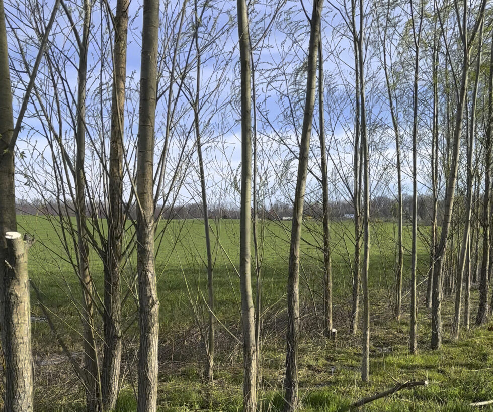Learn - Trees For Graziers